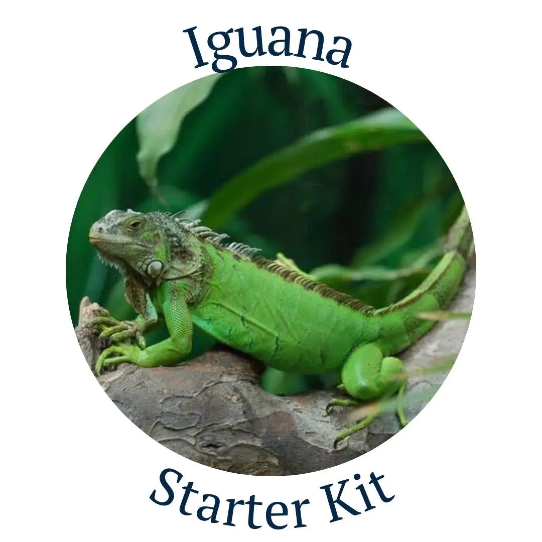 Iguana Starter Kit – My Aquarium Store