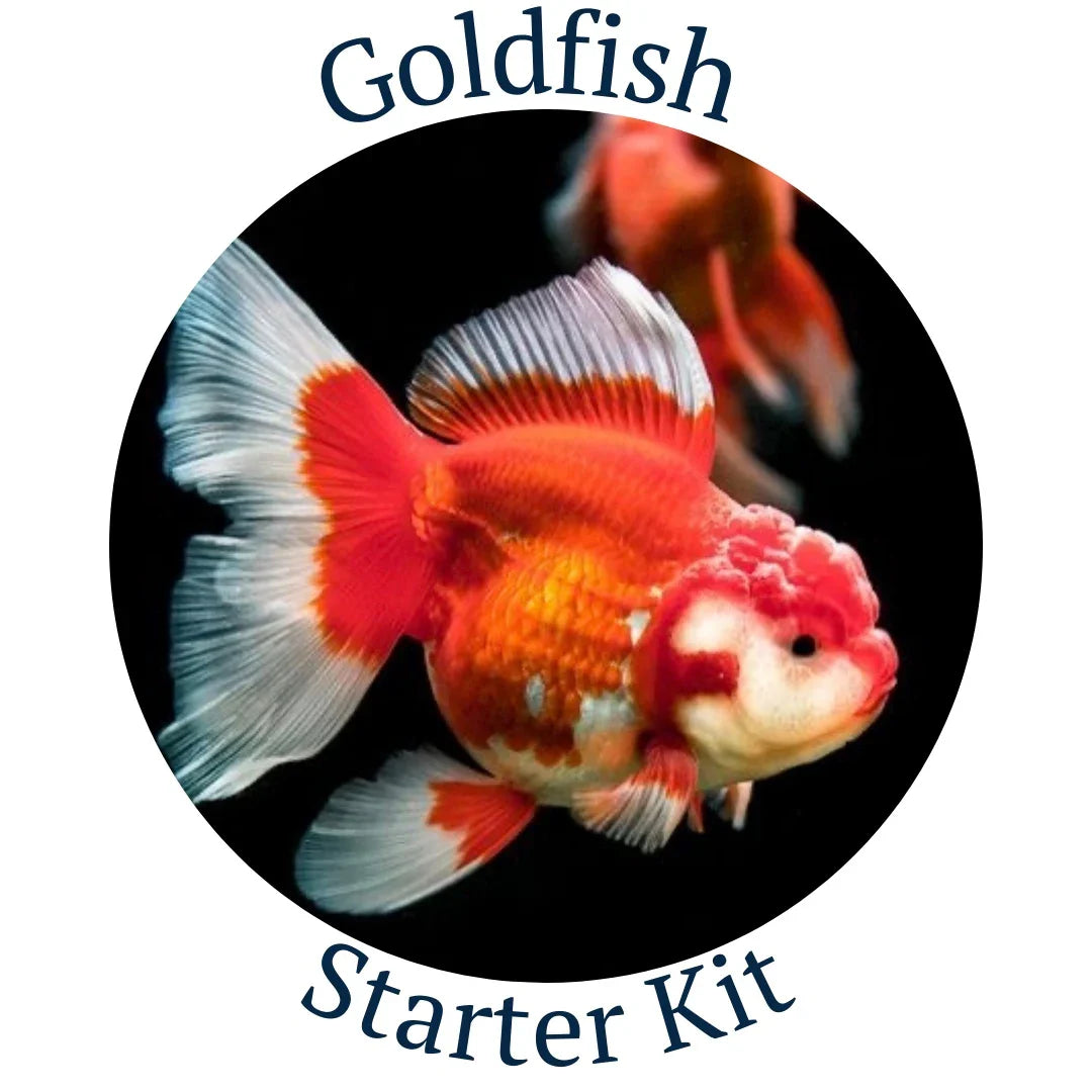 Goldfish Starter Kit – My Aquarium Store