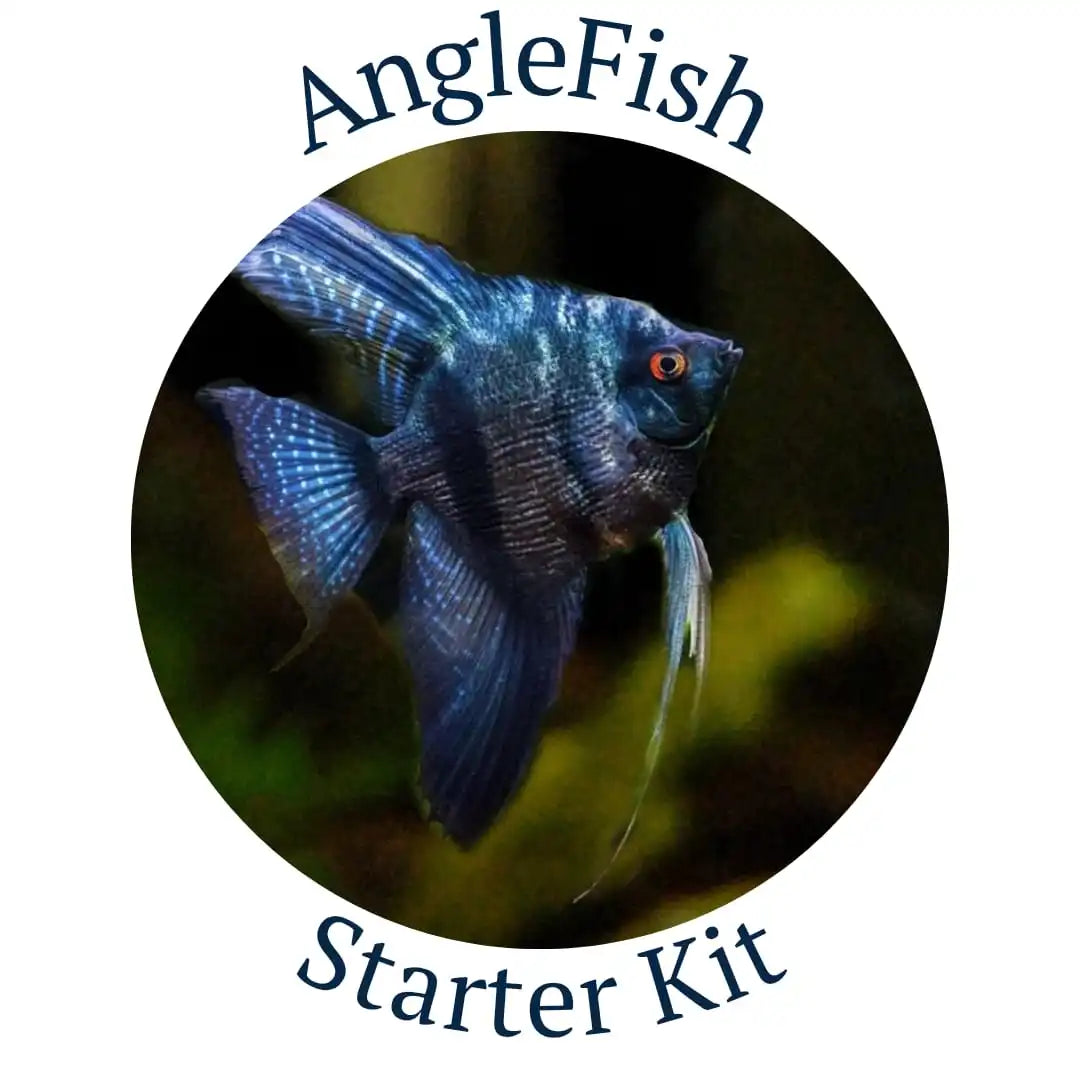 Angle Fish Starter Kit – My Aquarium Store