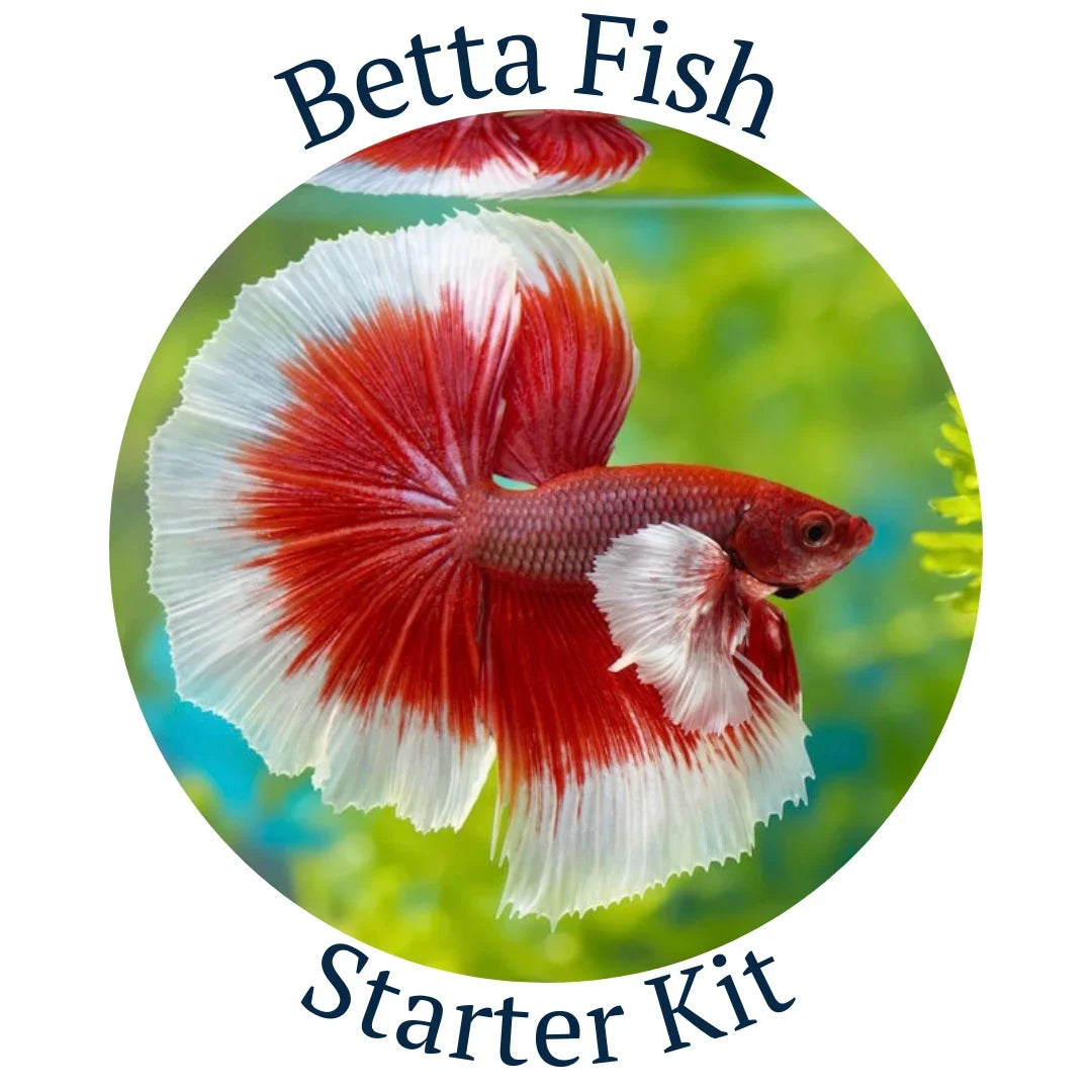 Betta Fish Starter – My Aquarium Store